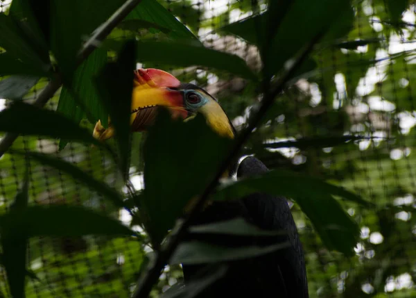Philippine toucan inside cage Stock Photos, Royalty Free Philippine ...