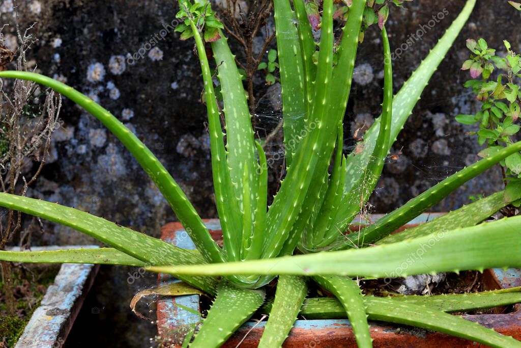 Planta de Aloe Vera, planta de Alovera que crece de la maceta 2022