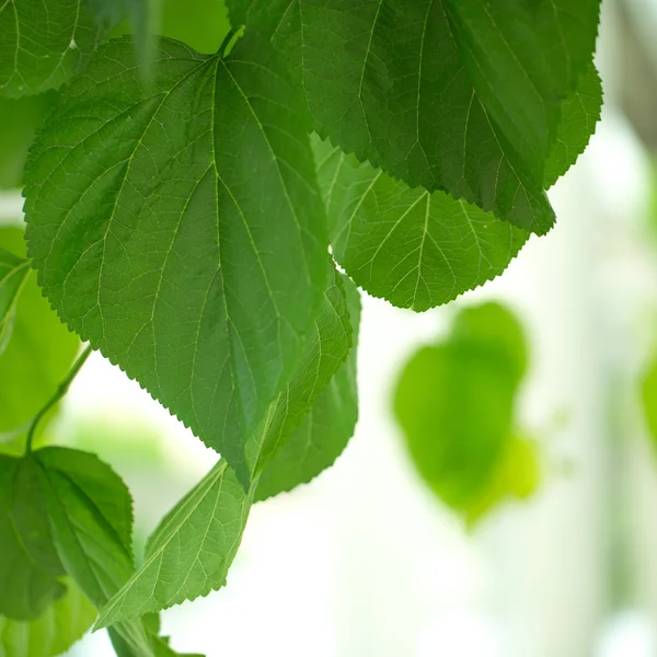 Green postcard with leaf, place for your text - Stock Image - Everypixel