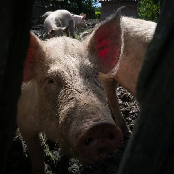 Close up of domestic pig head with dirty snout and head overgrown with bristles inside pig pen ...