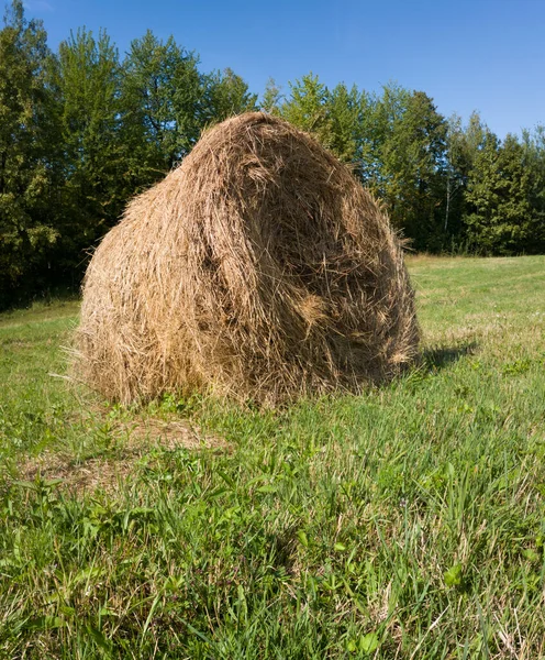 Single hay roll bale in field against forest during sunny summer day ...