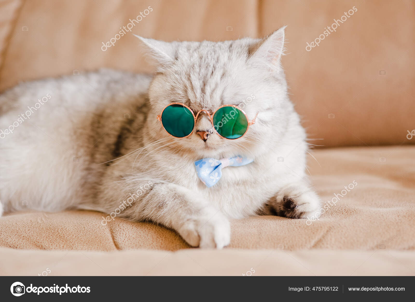 Funny Cat Cat Glasses — Stock Photo © sharshonm #475795122