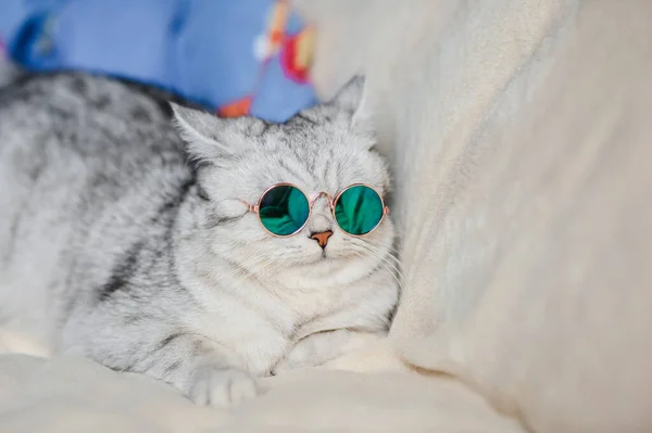 Funny Cat Cat Glasses — Stock Photo © sharshonm #475792024