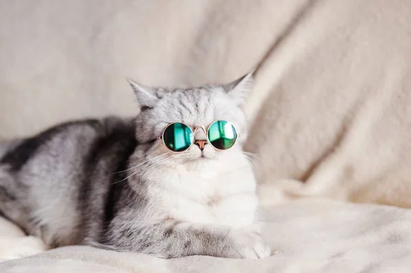 Funny Cat Cat Glasses — Stock Photo © sharshonm #475792024