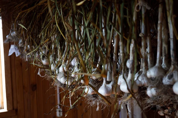 Drying garlic Stock Photos, Royalty Free Drying garlic Images ...