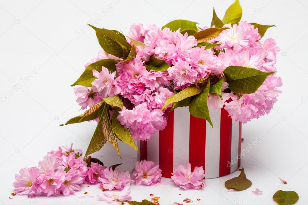 Cherry sakura in paper box Stock Photo by ©Tverdohlib.com 113934196