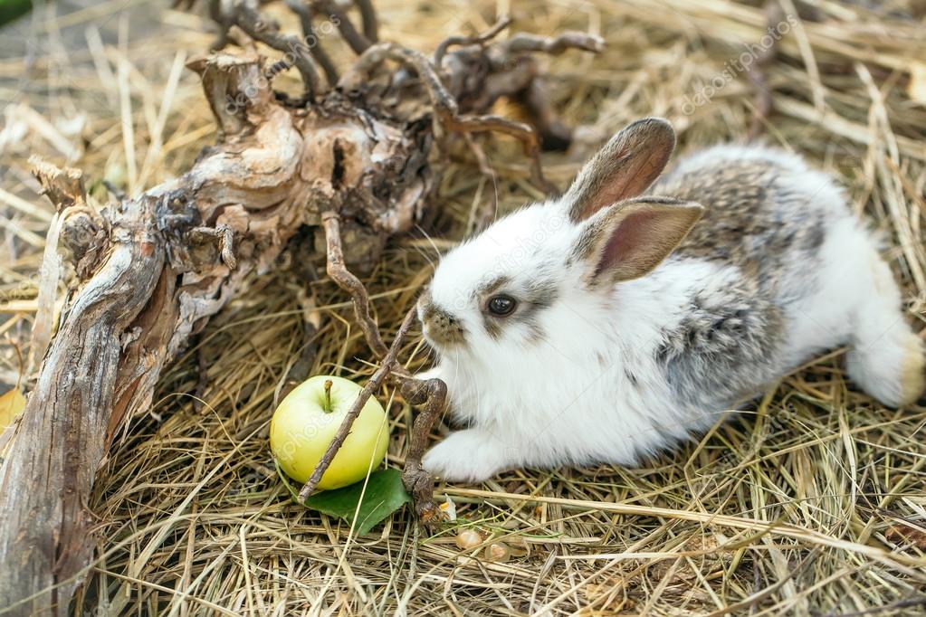 Cute rabbit and yellow apple Stock Photo by ©Tverdohlib.com 116958580