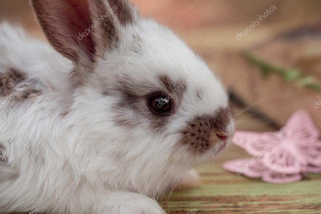 Cute little bunny rabbit Stock Photo by ©Tverdohlib.com 117136448