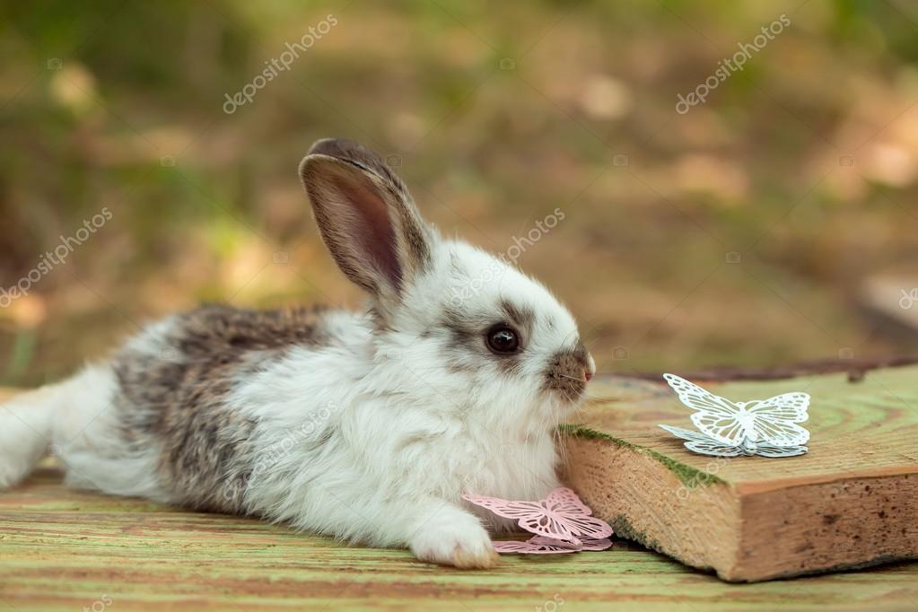 Cute little bunny rabbit Stock Photo by ©Tverdohlib.com 117415126