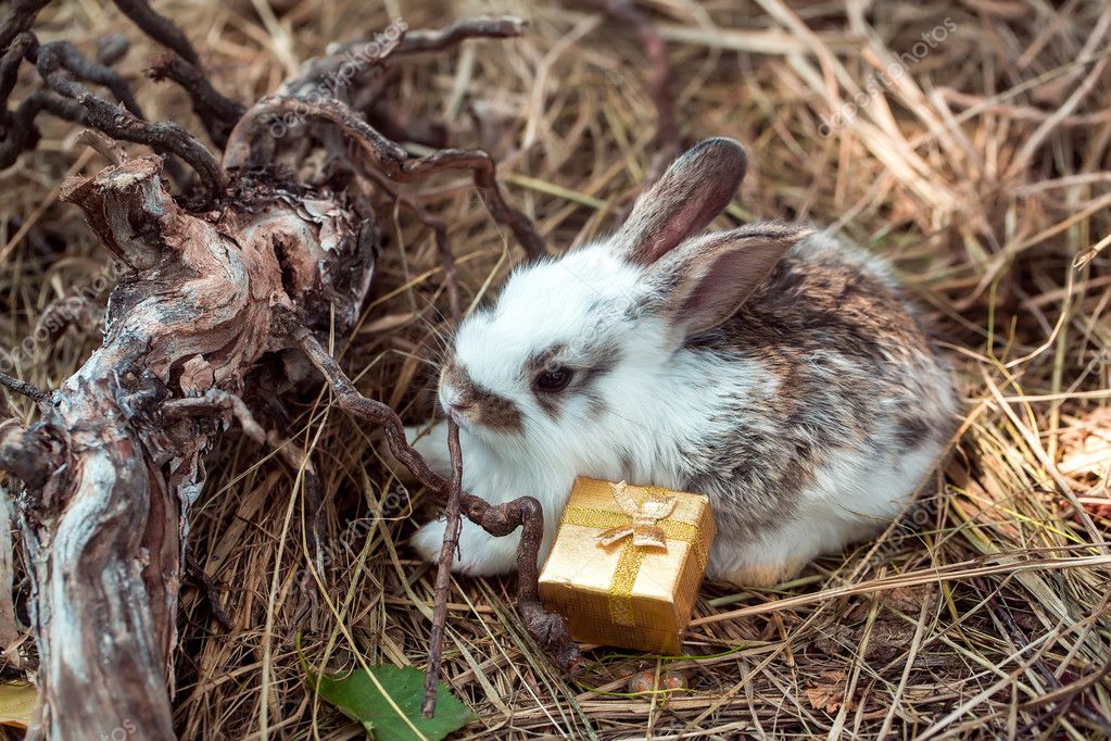 Cute rabbit and gift box Stock Photo by ©Tverdohlib.com 122649922