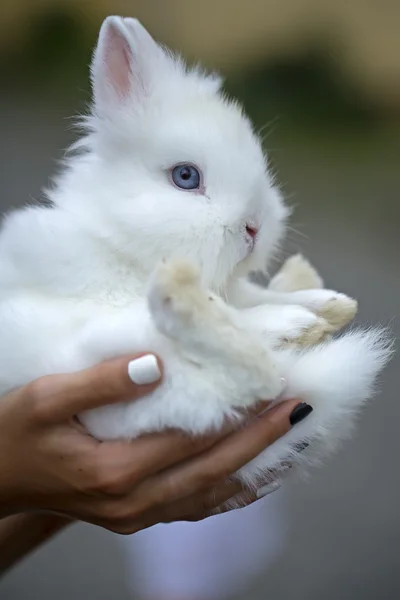 White Rabbit Hands Girl — Stock Photo © PantherMediaSeller #352928874