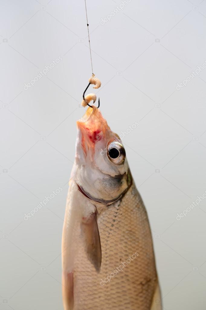 Fish on hook — Stock Photo © Tverdohlib.com #84351572