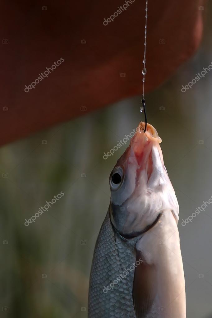 Fish on hook — Stock Photo © Tverdohlib.com #84351900