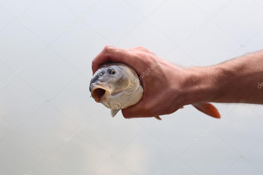 Fish in hand — Stock Photo © Tverdohlib.com #84750686