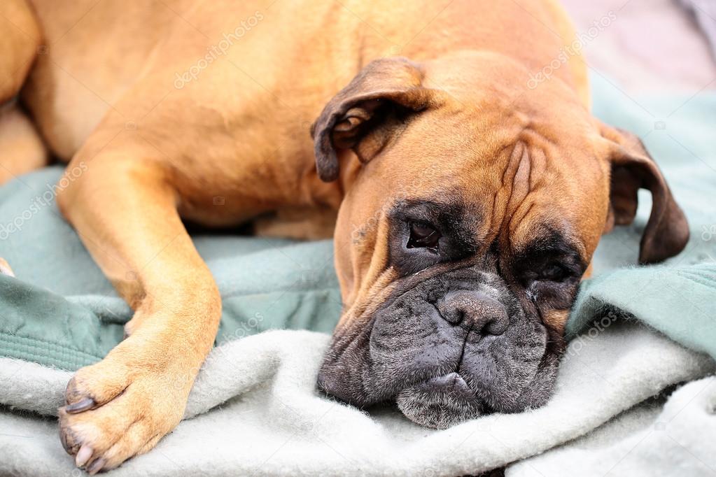Cute boxer lying on blanket Stock Photo by ©Tverdohlib.com 87241380