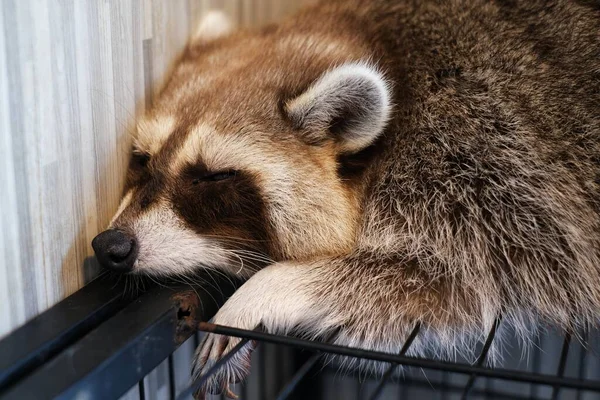 Imágenes de Mapache triste, fotos de Mapache triste sin royalties ...