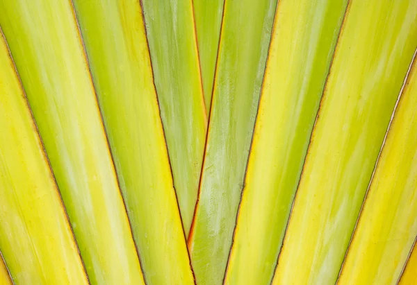 Phormium Stock Photos, Royalty Free Phormium Images | Depositphotos