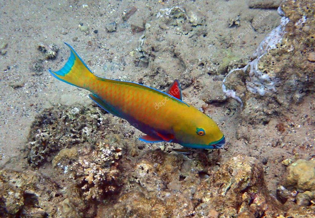 Pez loro de cabeza empinada, nombre científico es Chlorurus gibbus ...