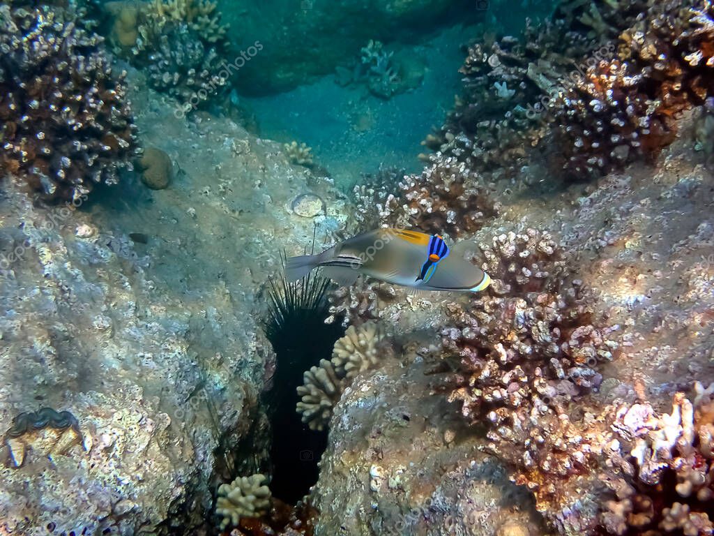 Peces coralinos ex ticos - Picasso trigger-fish, nombre cient fico es ...