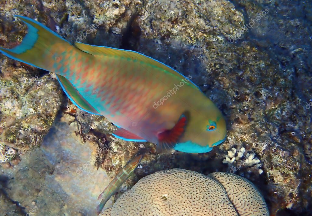 Pez loro de cabeza empinada, nombre científico es Chlorurus gibbus ...