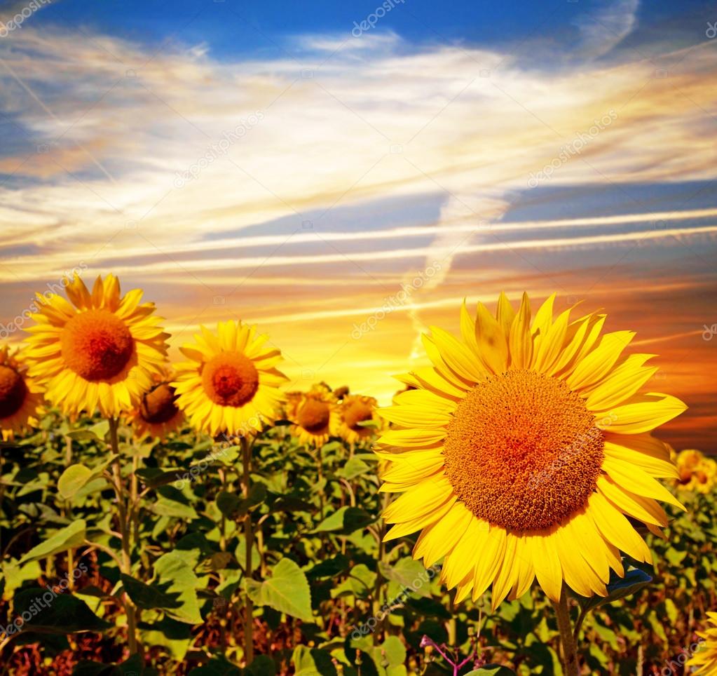 Sunflowers Sunrise