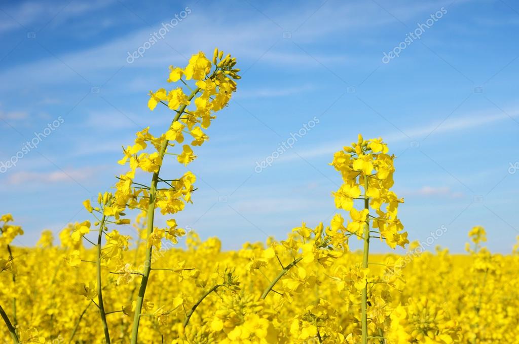 Fabulous beautiful yellow rape flowers on a background of blue s Stock ...