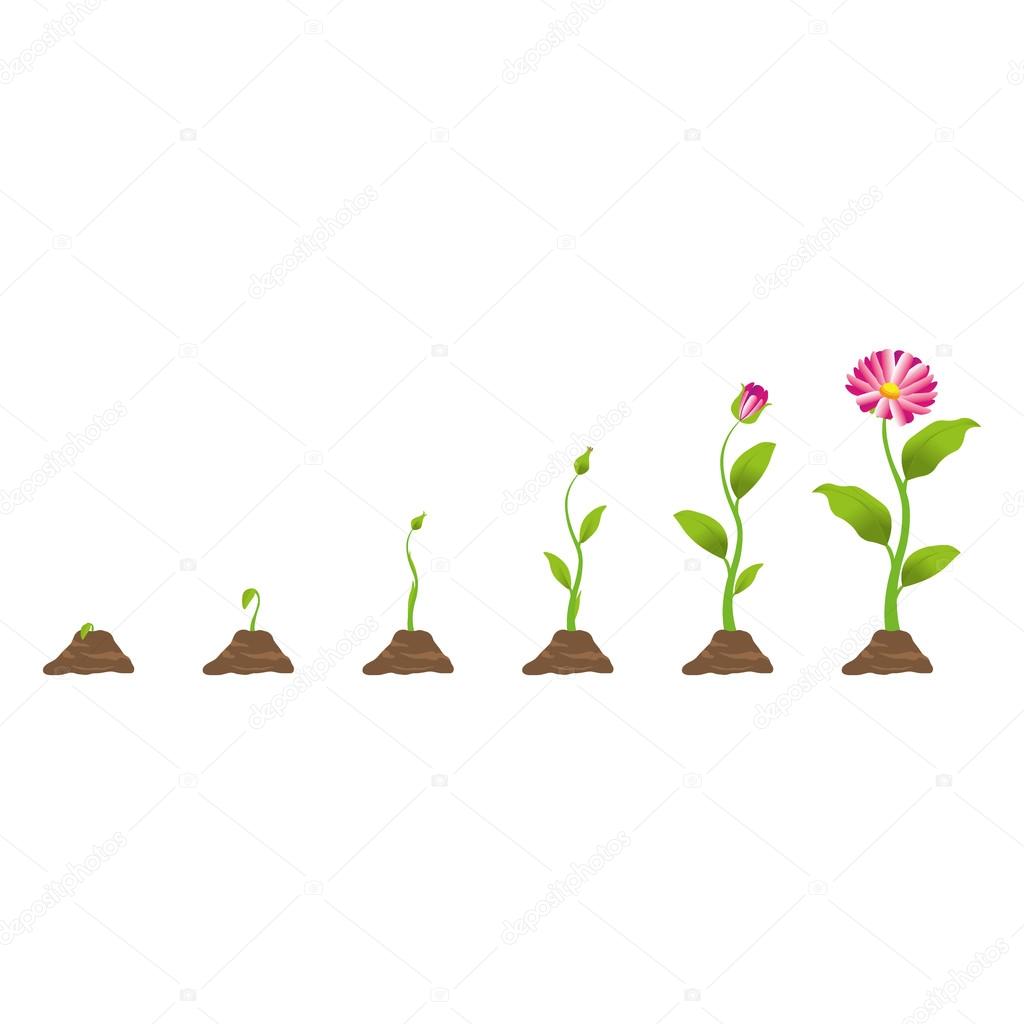 Groeiende plant in proces — Stockvector © sasha_zerg #78054348