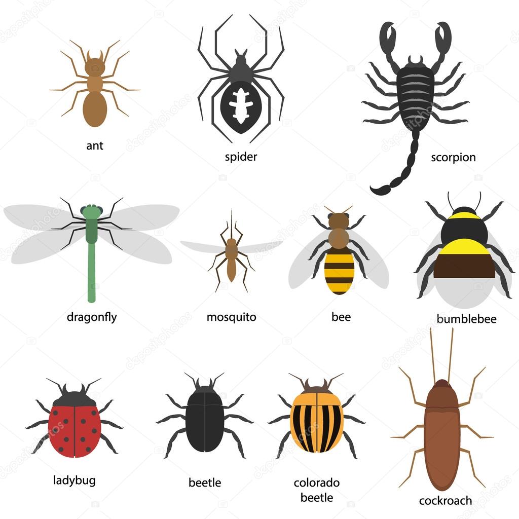 Conjunto de diferentes insectos — Vector de stock © sasha_zerg #83791948