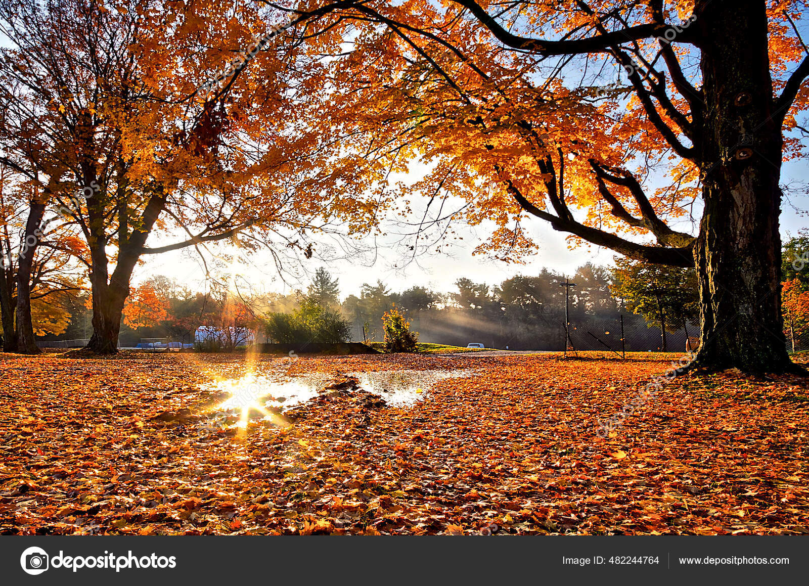 Sunrise Lens Flare Maple Tree Leaves Covered Ground — Stock Photo ...