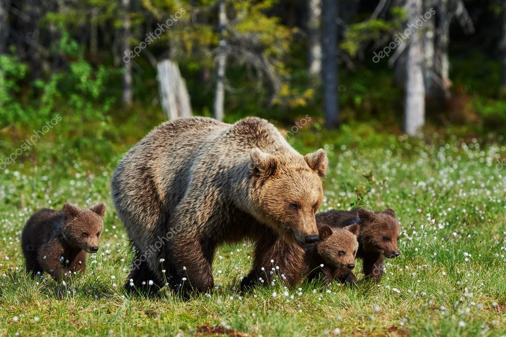 Mother brown bear and her cubs — Stock Photo © LuaAr #106253882