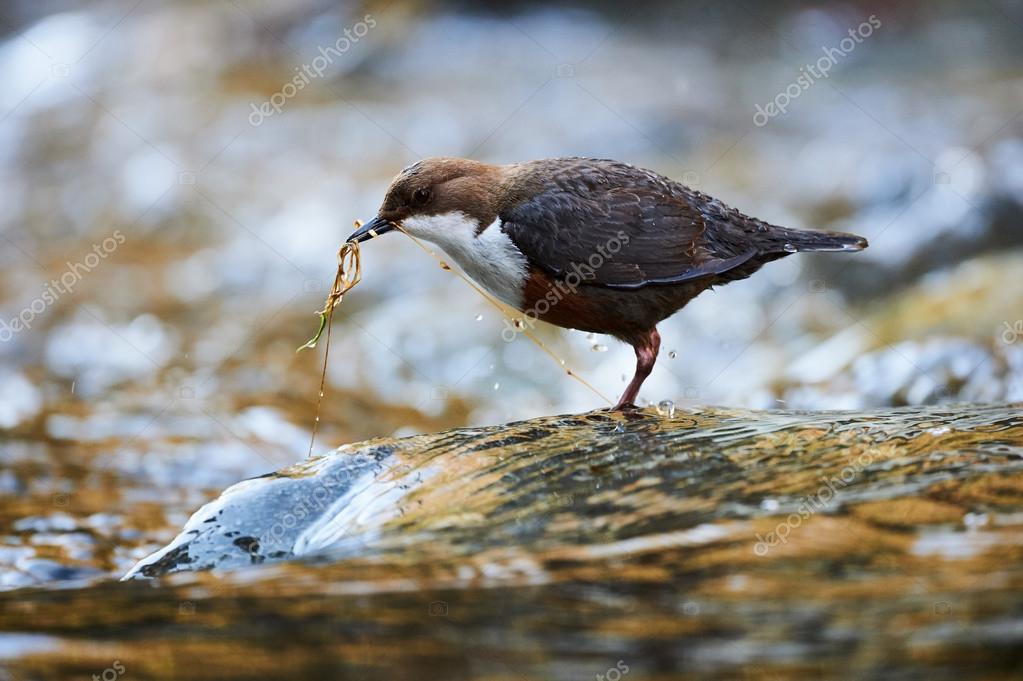 Beautiful European Dipper — Stock Photo © LuaAr #107937342