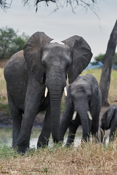 42,224 Elephants Stock Photos, Images | Download Elephants Pictures on ...