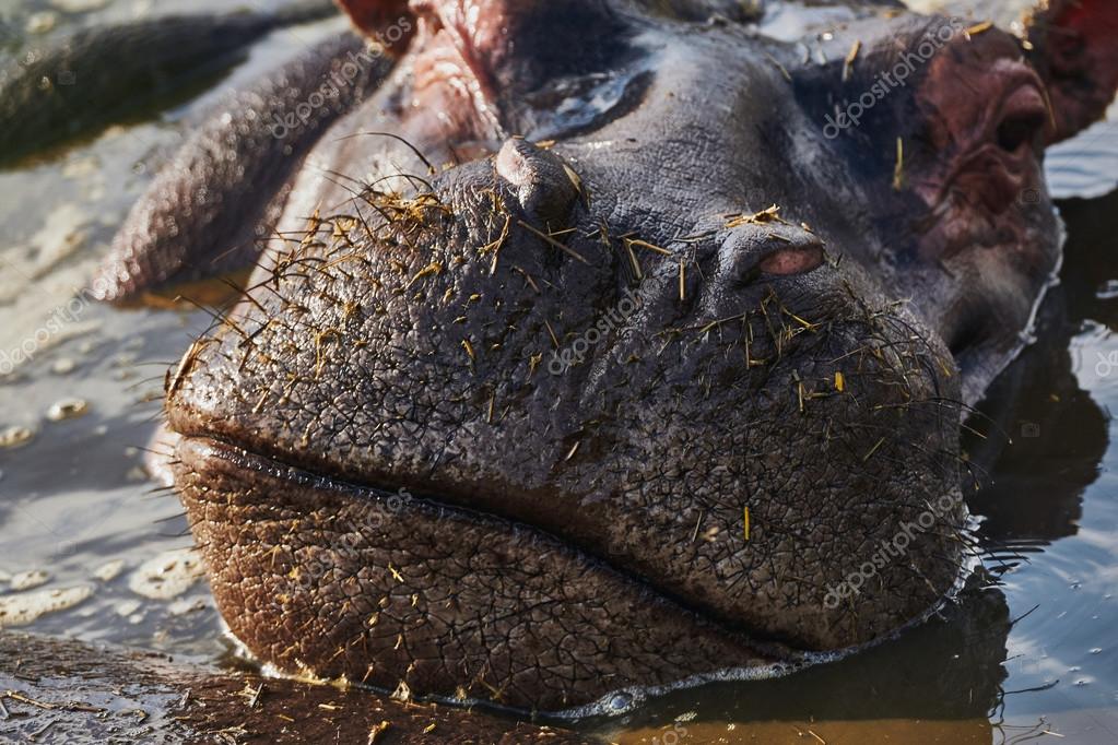 Closed mouth of a hippo Stock Photo by ©LuaAr 58228983