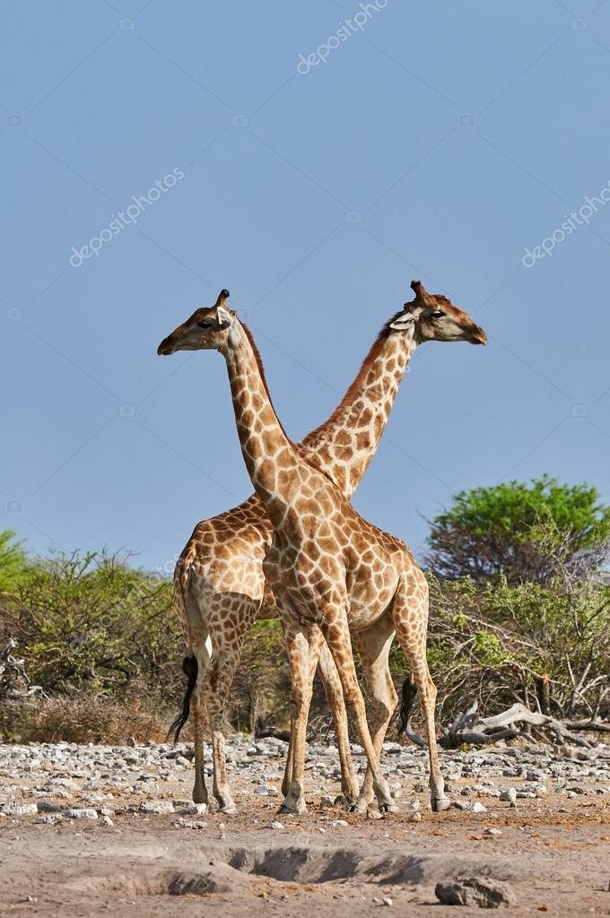 Two giraffes — Stock Photo © LuaAr #64793915