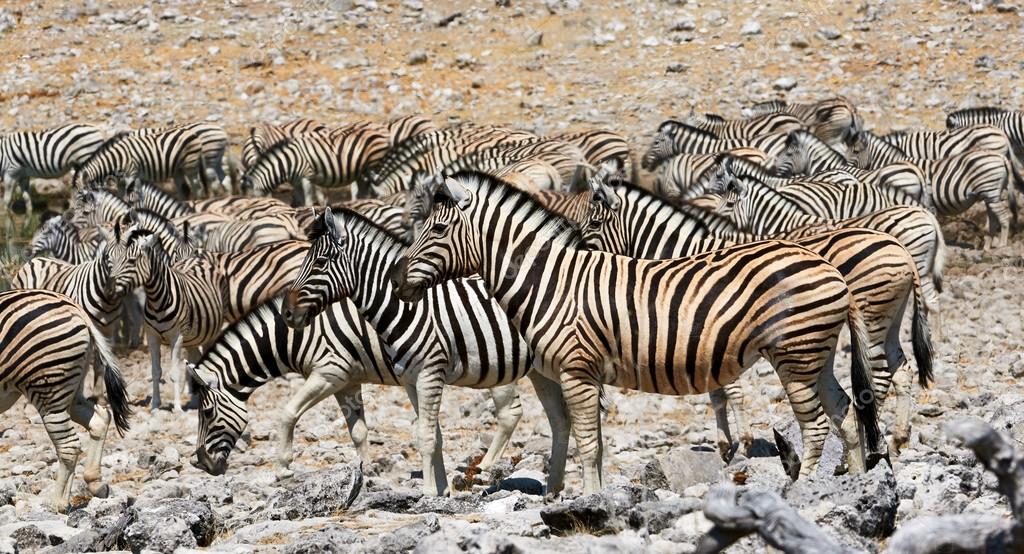 Herd of zebras Stock Photo by ©LuaAr 89307354 Herd of zebras Stock Photo by ©LuaAr 89307354