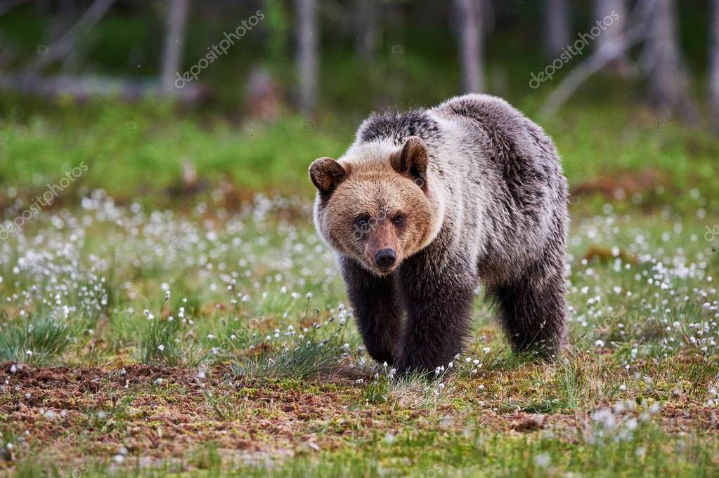 Barna medve sétál a tajga — Stock Fotó © LuaAr #90803008