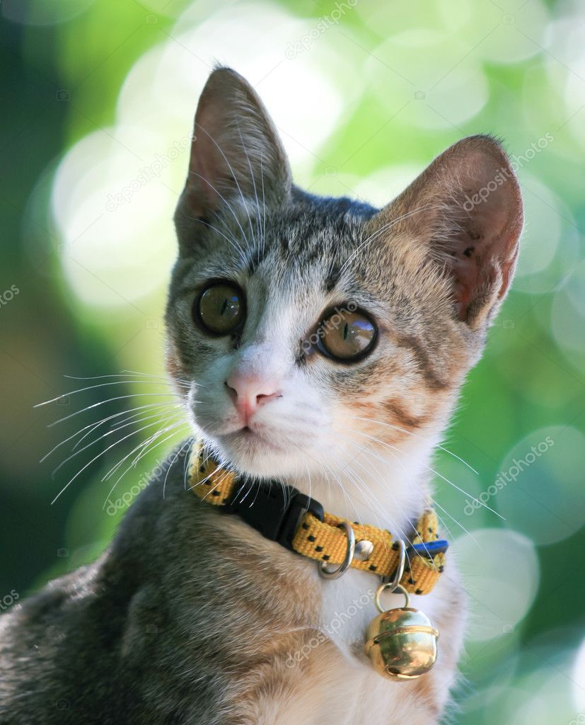 Pretty cat kitten Stock Photo by ©pkproject 71207567