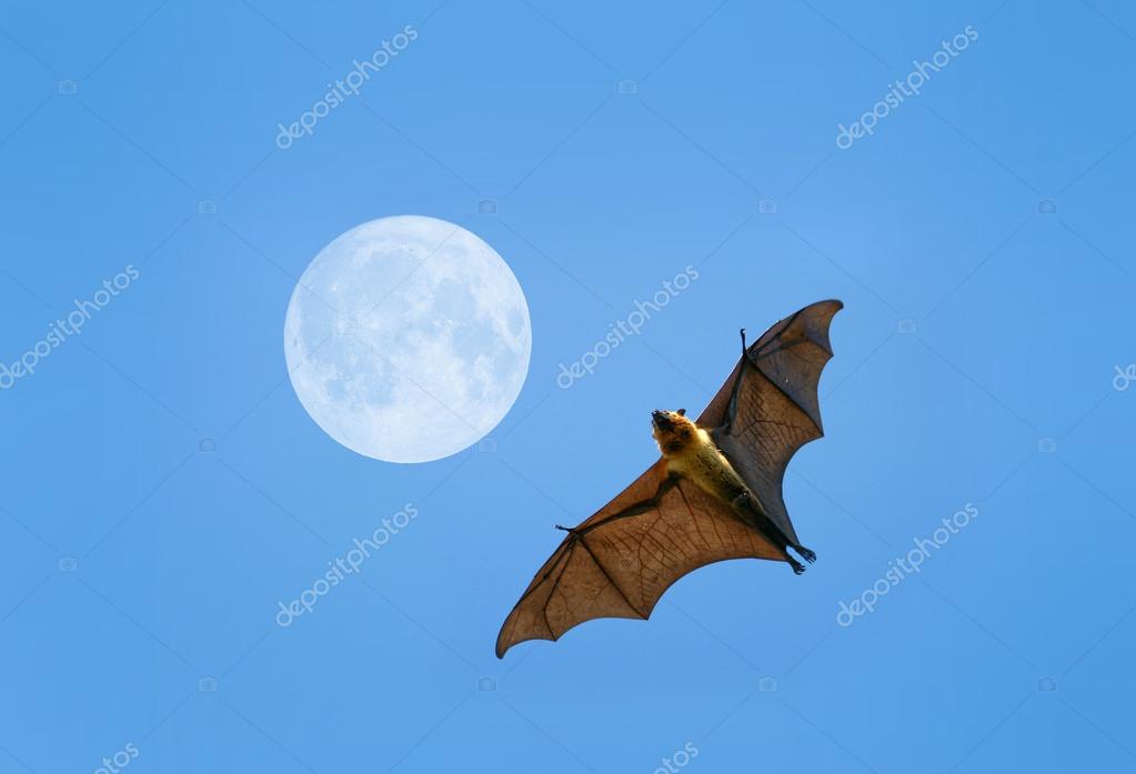 Flying fox bat Stock Photo by ©pkproject 71213595