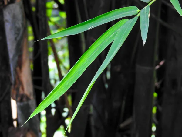 Bamboo species Stock Photos, Royalty Free Bamboo species Images ...