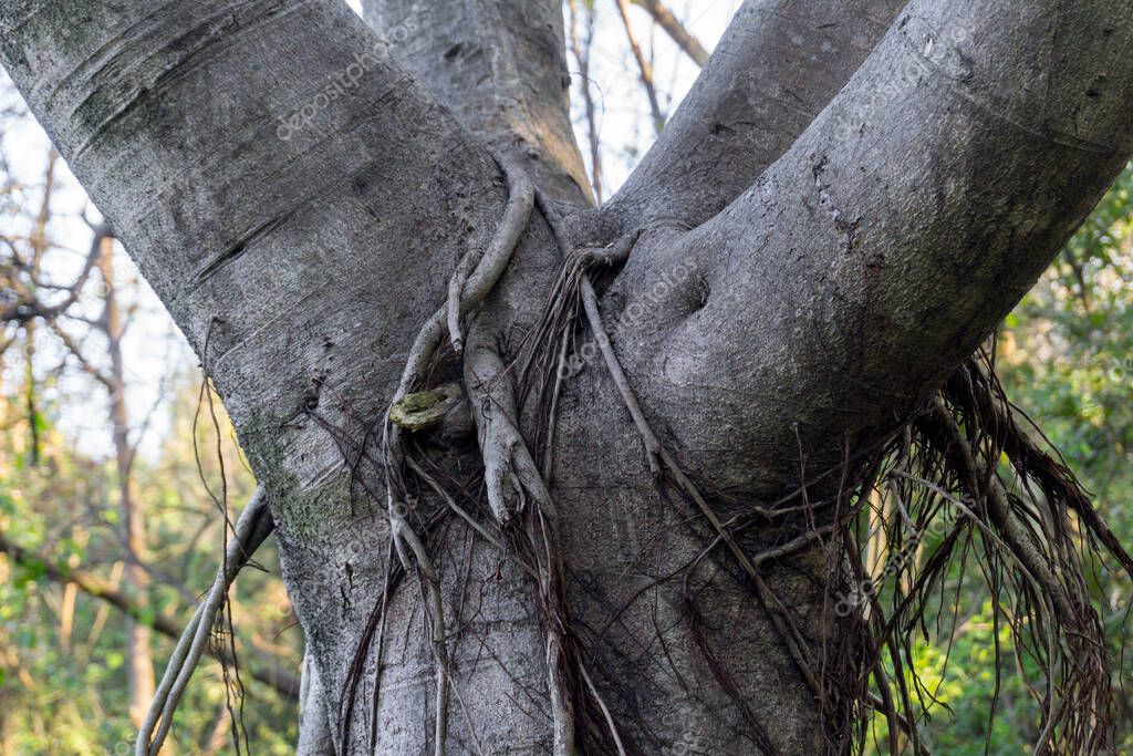 Un primer plano del tronco de Ficus religiosa, tambi n conocido como ...