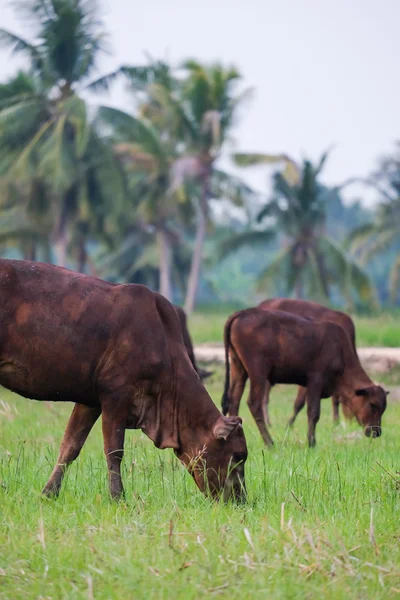 Cebu cows Stock Photos, Royalty Free Cebu cows Images | Depositphotos