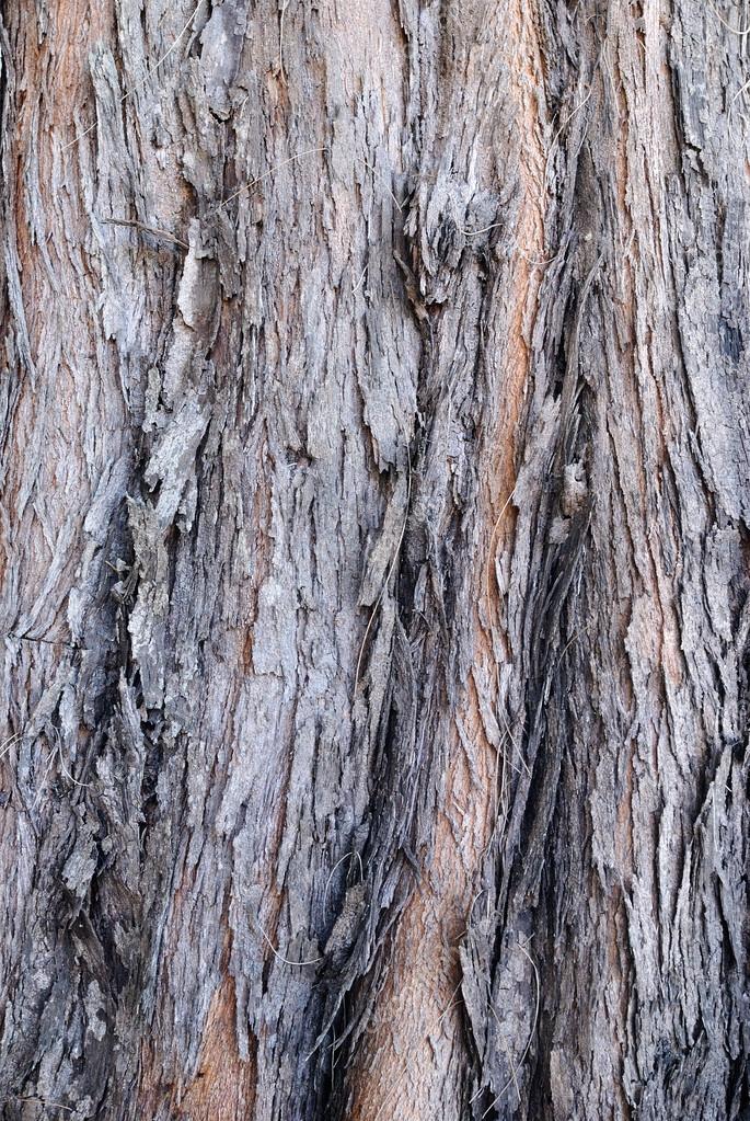 Surface of Pine tree Stock Photo by ©10comeback 74482067