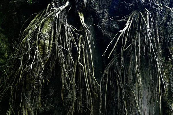 Trees big roots Stock Photos, Royalty Free Trees big roots Images ...