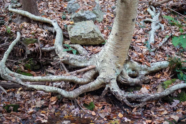 Tree trunk roots Stock Photos, Royalty Free Tree trunk roots Images ...