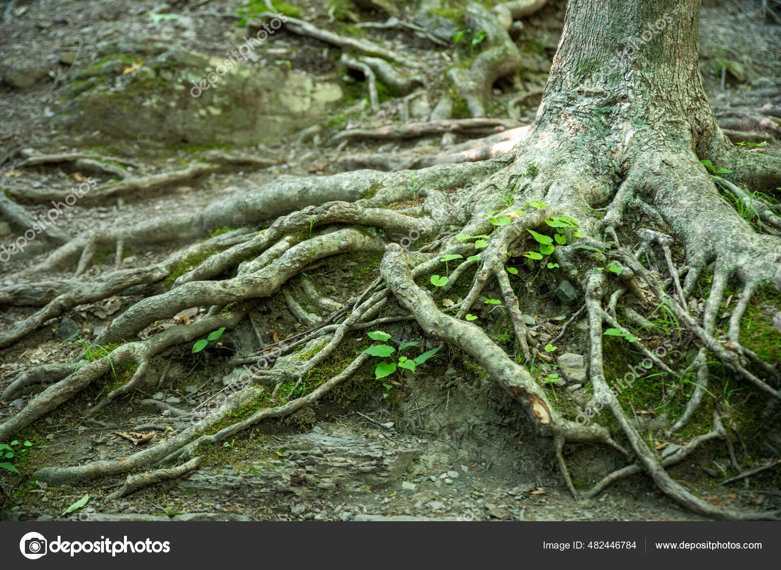 Gnarled tree roots spread out along forest floor with new green growth ...