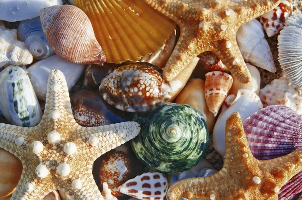 Starfish sea shells Stock Photos, Royalty Free Starfish sea shells ...