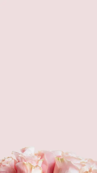 Light Pink Tumblr Backgrounds