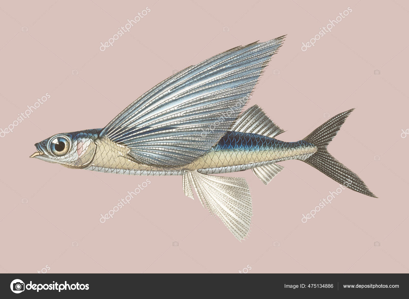 Vintage Illustration Stropical Two Wing Flying Fish — Stock Photo ...