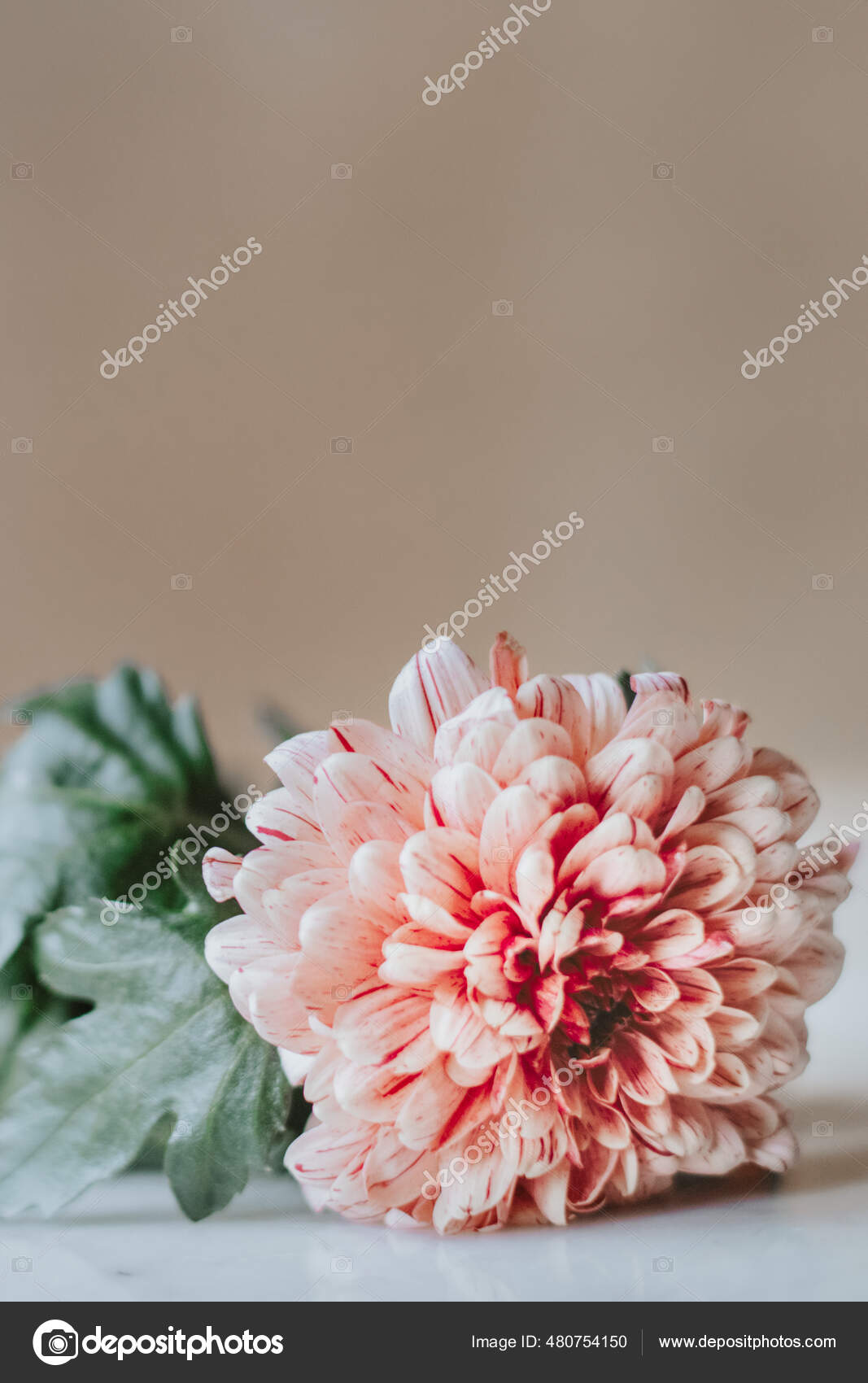 Chrysanthemum Pip Salmon White Table — Stock Photo © Rawpixel #480754150