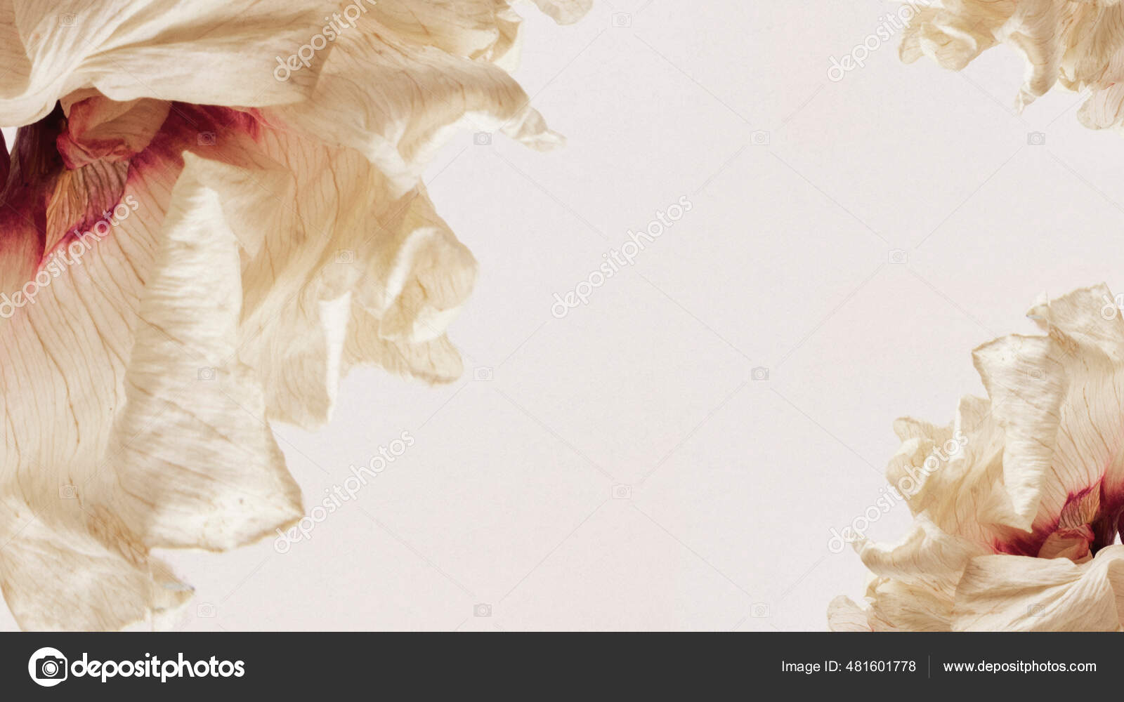 Earth Tone Floral Background Wallpaper — Stock Photo © Rawpixel #481601778